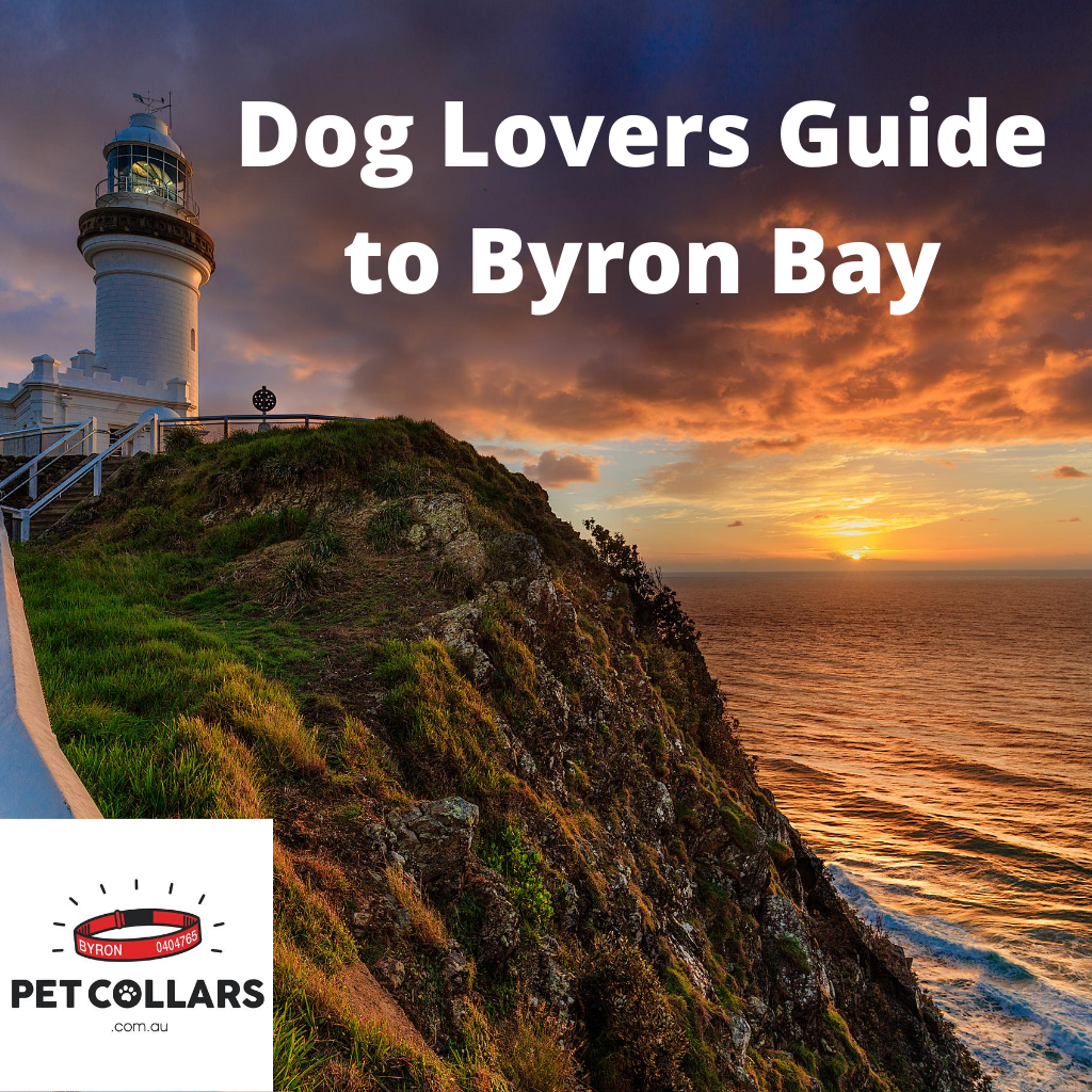 Pet Owners Travel Guide to Byron Bay – PetCollars.com.au