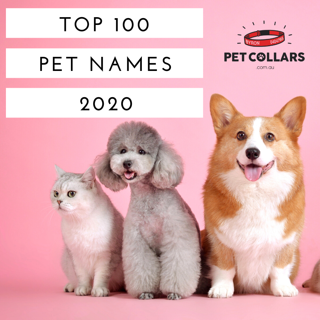 100 Most Popular Pet Names in 2020. – PetCollars.com.au