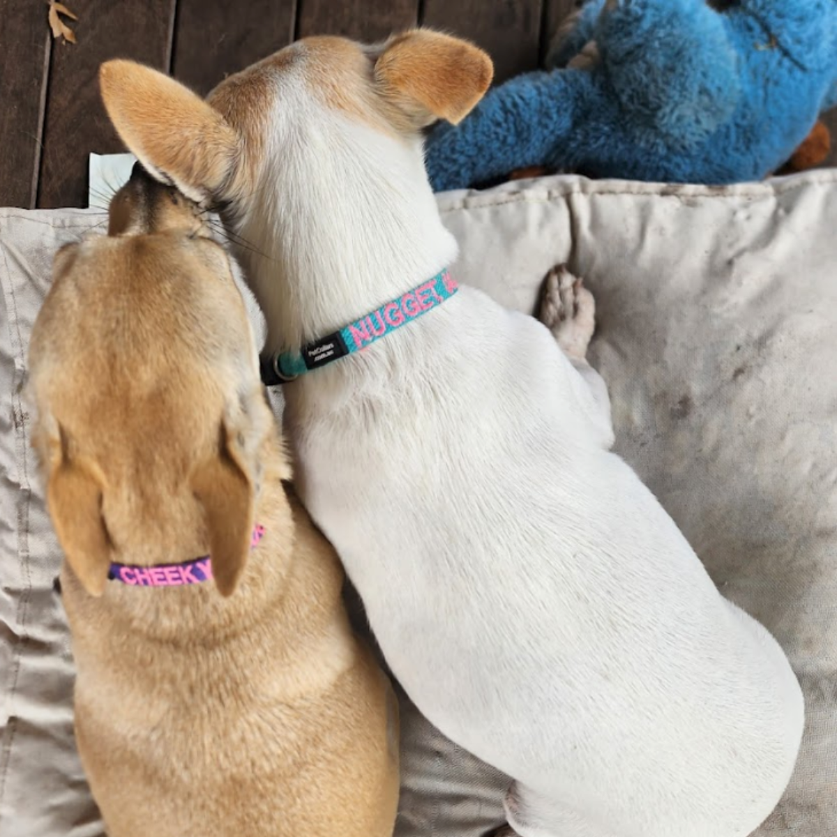 CUSTOM COLLAR Embroidered Personalize for Your Pet