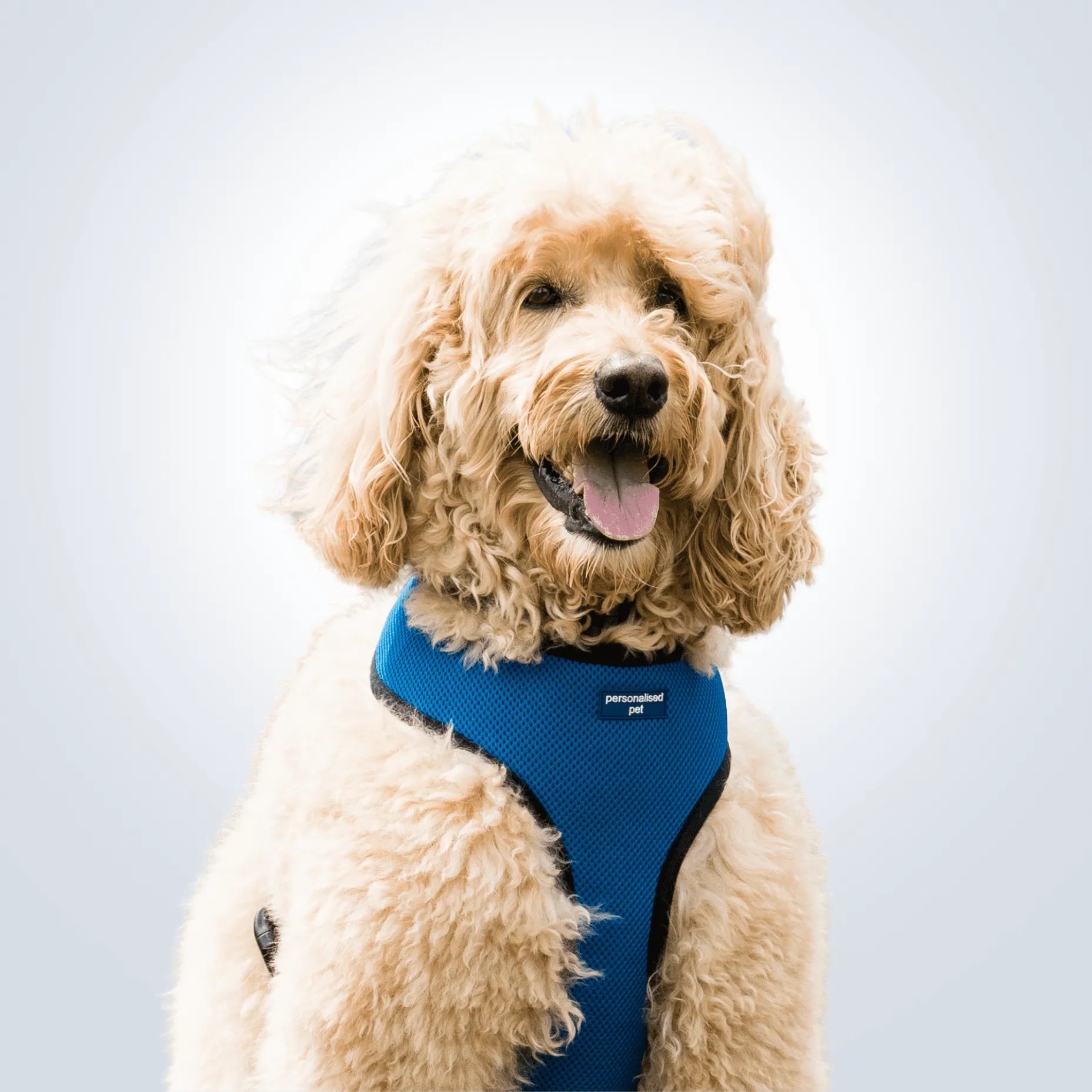 PET HARNESS Royal Blue Embroidered